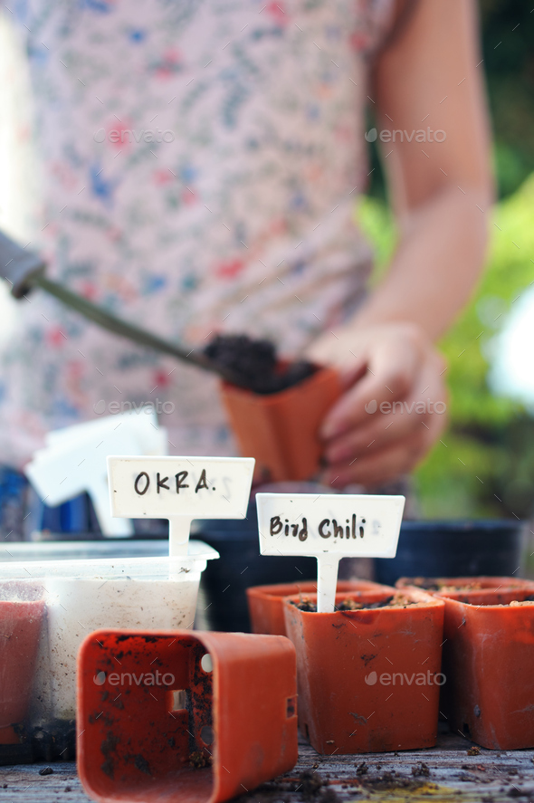 Women prepare to grow seedlings with small pots Stock Photo by Studio_OMG