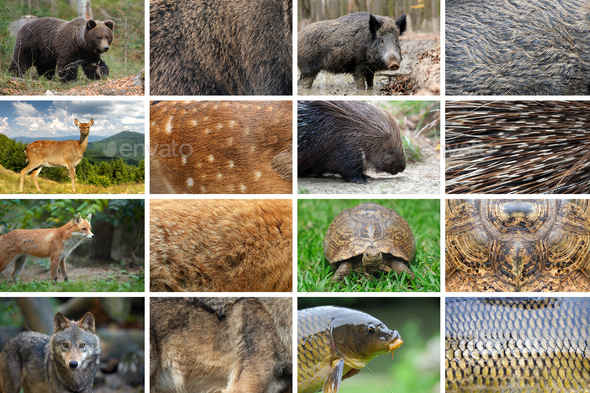 Collection of eight animals and their true skin textures Stock Photo by ...