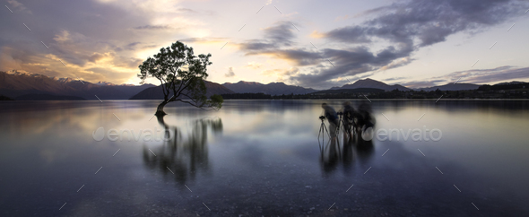 Wanaka tree sunset lake south island of new zealand. Stock Photo by ...