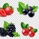 Realistic Berries Set, Vectors | GraphicRiver
