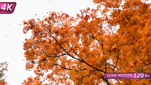 Bright Autumn Leaf Fall, Stock Footage | VideoHive