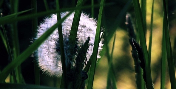 Dandelion In Grass, Stock Footage | VideoHive