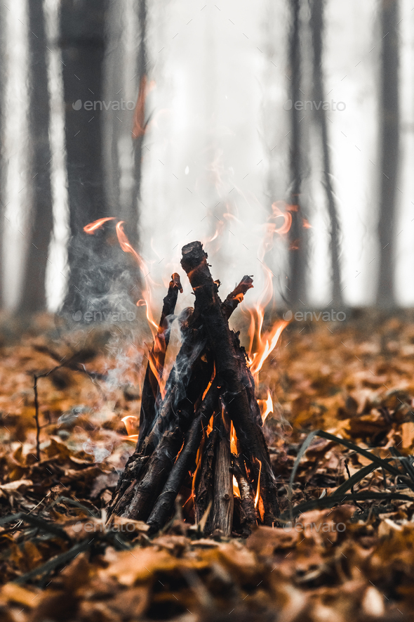 Bonfire in the forest in the evening Stock Photo by serbogachuk | PhotoDune