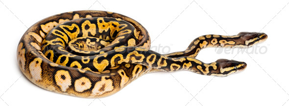 Male and female Pastel calico Royal Python, ball python, Python regius ...