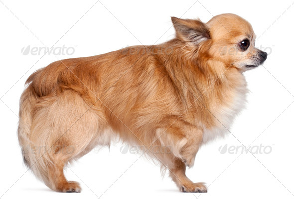 Side view of Chihuahua, 8 years old, in front of white background Stock ...