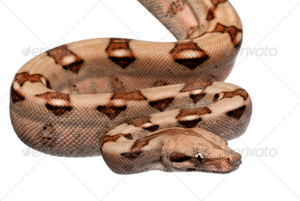 Salmon Boa constrictor, Boa constrictor, 2 months old, in front of ...