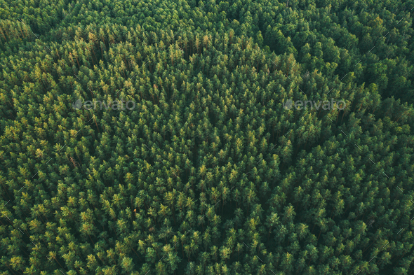 Aerial View Of Green Forest Landscape. Top View From High Attitu Stock ...