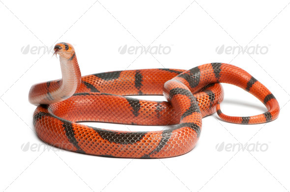 Hypomelanistic aberrant Honduran milk snake, Lampropeltis triangulum ...