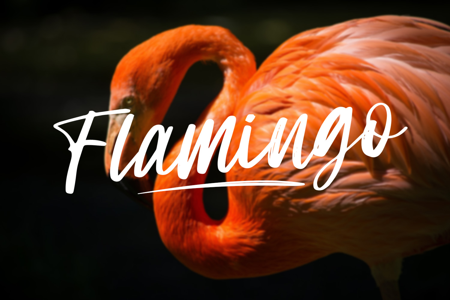 Sam Lonica Handwritten Script Font, Fonts | GraphicRiver