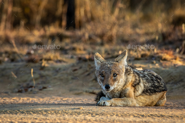 Black-backed jackal laying in the sand. Stock Photo by ...
