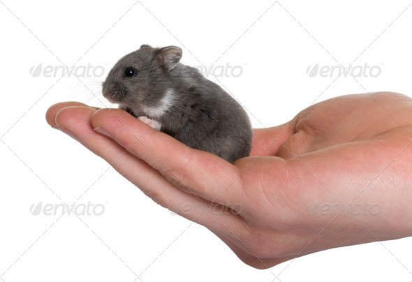 Mouse in a human hand in front of white background, studio shot Stock ...
