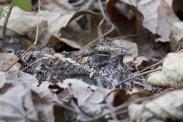 Standard-winged nightjar (Caprimulgus longipennis) Stock Photo by ...
