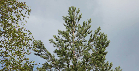 Camera Pan Down Pine Tree, Stock Footage | VideoHive