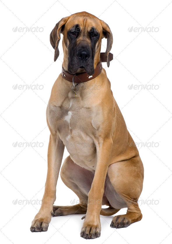 Great Dane, 1 year old, sitting in front of white background Stock ...
