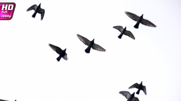 Doves Fly Over Your Head, Stock Footage | VideoHive