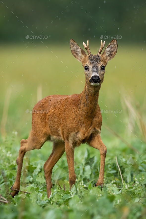 A solitary young roe deer buck standing on the grassland Stock Photo by ...