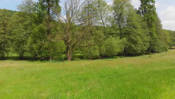 lush green pasture with trees and a small river, Stock Footage | VideoHive