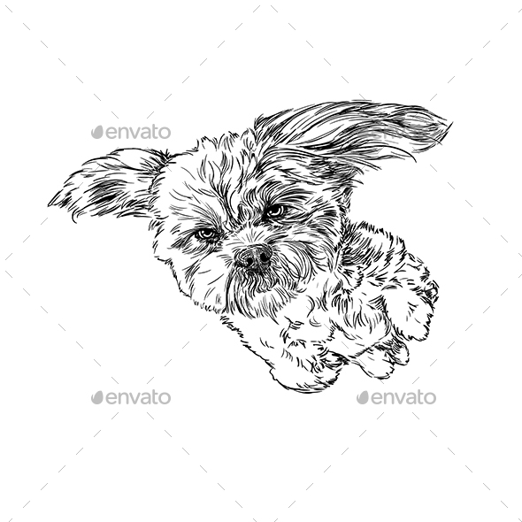 Flying Havanese Bichon Drawing, Vectors | GraphicRiver