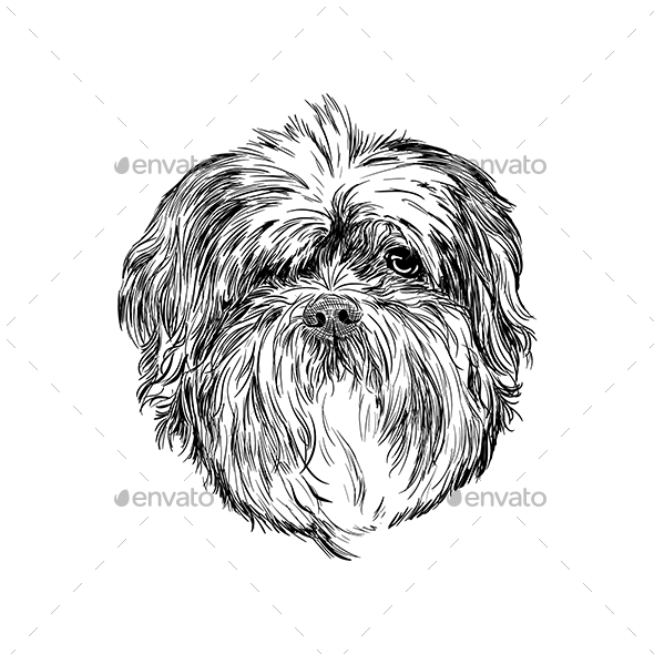 Shih Tzu Head Drawing, Vectors | GraphicRiver