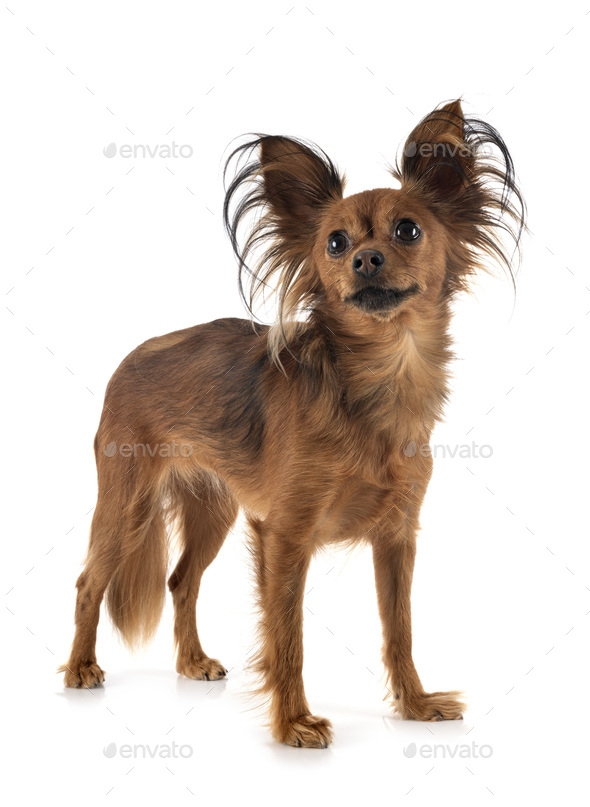 Russkiy Toy in studio Stock Photo by cynoclub | PhotoDune