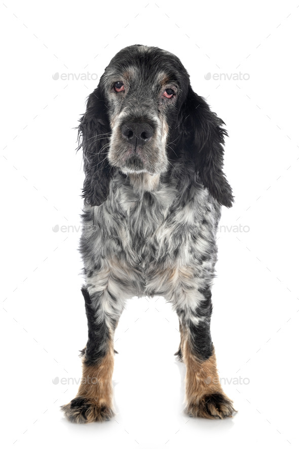 old english cocker Stock Photo by cynoclub | PhotoDune