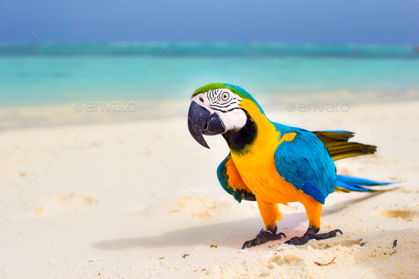 Closeup colorful bright parrot on white sandy beach at tropical island ...