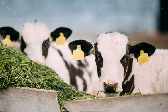 Young Calves Eat Green Food On Farm Stock Photo by Great_bru | PhotoDune