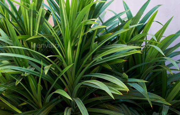 Pandan plant in organic farm Stock Photo by Studio_OMG | PhotoDune