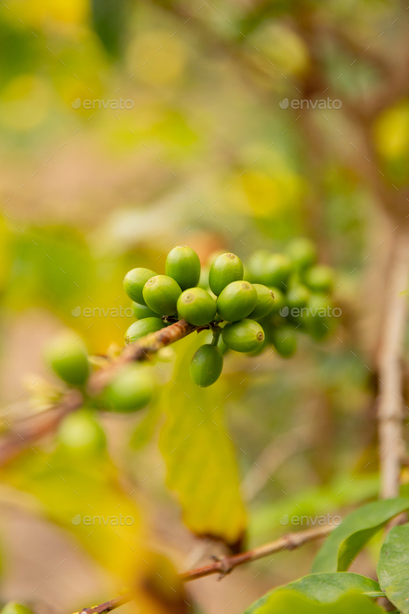 Twig Of Fresh Coffee Fruits Growing at Farm Stock Photo by kjekol ...