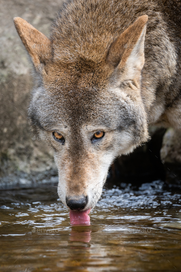 Red Wolf Drinking from a Stream Stock Photo by mattcuda | PhotoDune