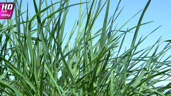 Spring Grass, Stock Footage | VideoHive