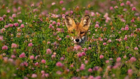 Red fox hiding in tall grass on a meadow with wild flowers Stock Photo ...