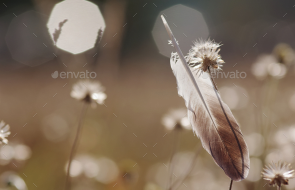 The feather and wilted dandelion among morning light Stock Photo by ...