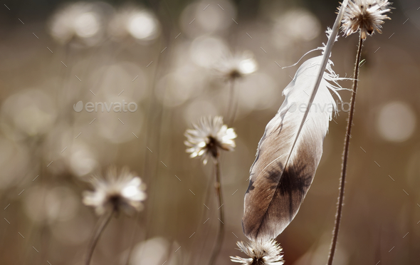 The feather and wilted dandelion among morning light Stock Photo by ...