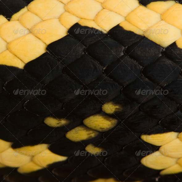 Close-up of Morelia spilota variegata snake scales, a subspecies of ...