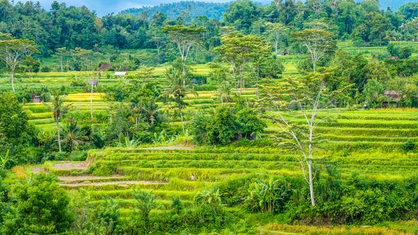 Rice tarraces and some huts between, Sidemen, Bali, Indonesia Stock ...