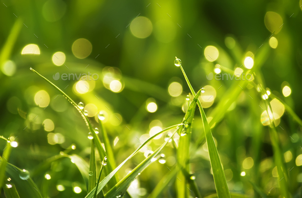 green grass and bokeh Stock Photo by Olga_Kochina | PhotoDune