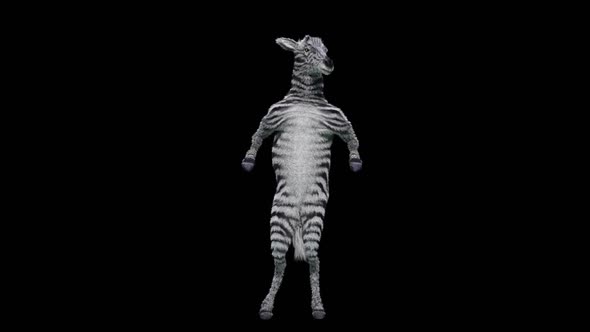 55 Zebra Dancing HD, Motion Graphics | VideoHive