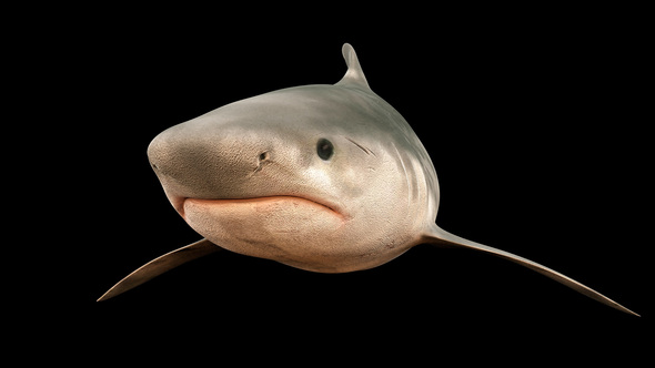 Shark with Alpha Channel, Motion Graphics | VideoHive