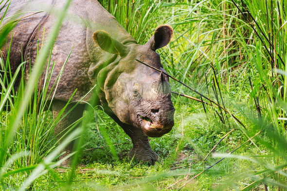 Rhino in Nepal Stock Photo by Galyna_Andrushko | PhotoDune