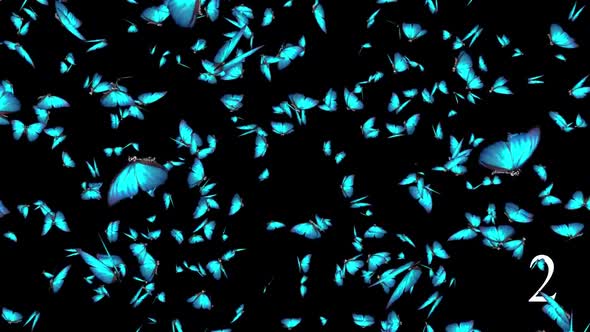 Butterflies Pack, Motion Graphics | VideoHive