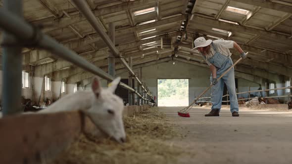 Young Caucasian Farmer Sweeping Stable with Goats, Stock Footage ...