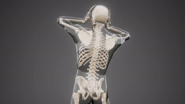 Human Skeleton Radiography Medical Scan, Motion Graphics | VideoHive