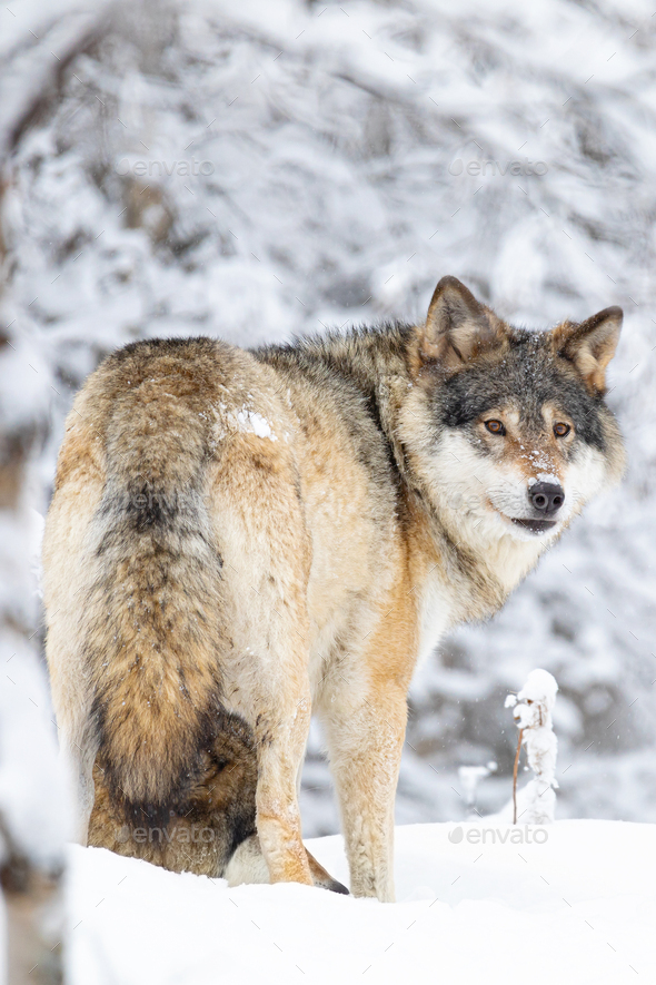 Focused wolf in pack looking backward in cold winter forest Stock Photo ...