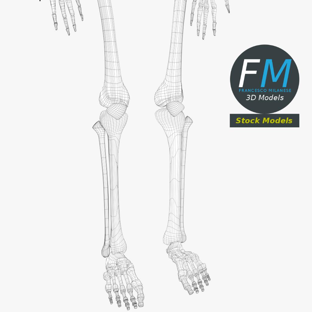 Anatomy - Complete human skeleton by FrancescoMilanese85 | 3DOcean