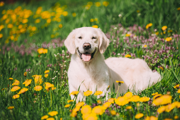 Happy Lab Dog Pictures