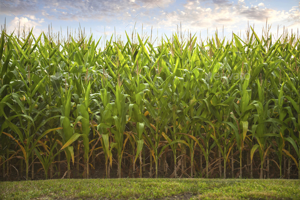 Side view of corn plants below sunlight and clouds Stock Photo by ...