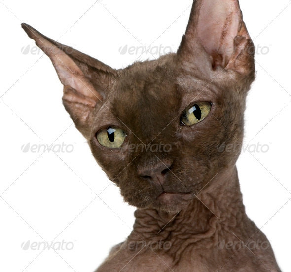 Old Sphynx cat, 12 years old, in front of white background Stock Photo ...