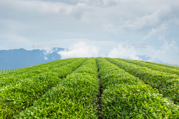 tea plantation in lushan Stock Photo by chuyu2014 | PhotoDune