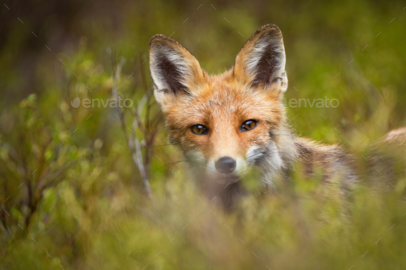 Red fox peeking out from green vegetation in mountains Stock Photo by ...